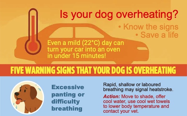 Media post: Five Signs Your Pet Is Overheating in the Car (And What To ...